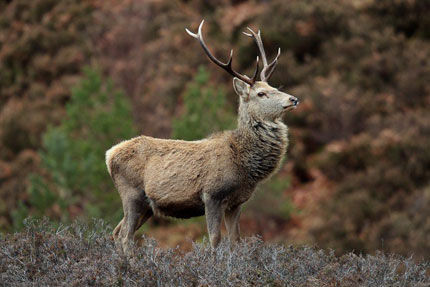 IL CACCIATORE CHE PARLA AI CERVI